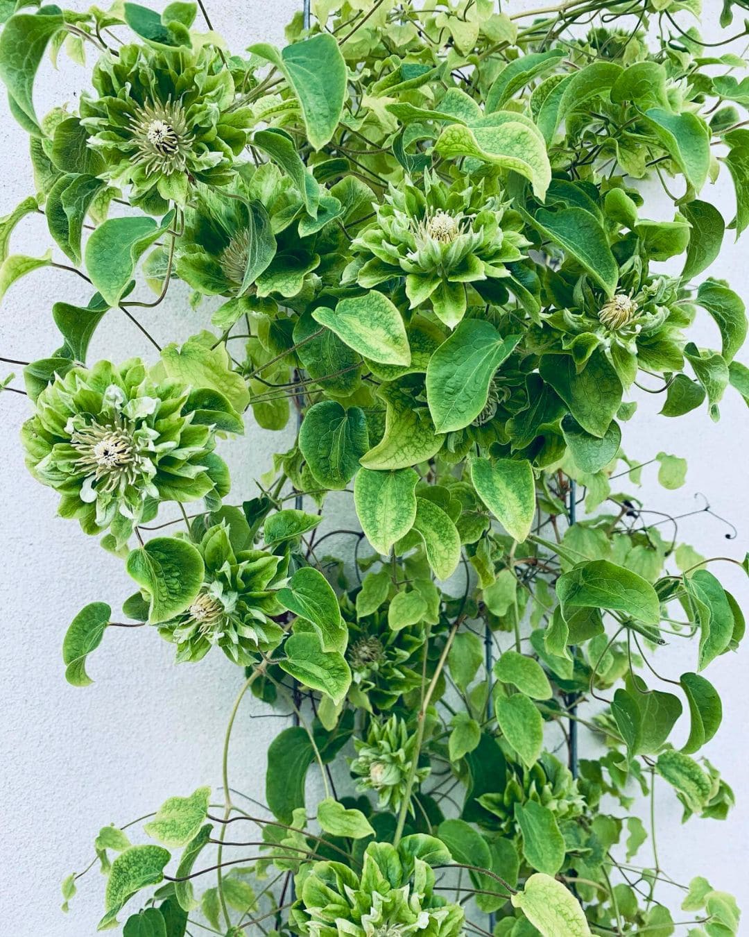 10 Stunning Double-Flowered Clematis that will Leave You in Awe with ...