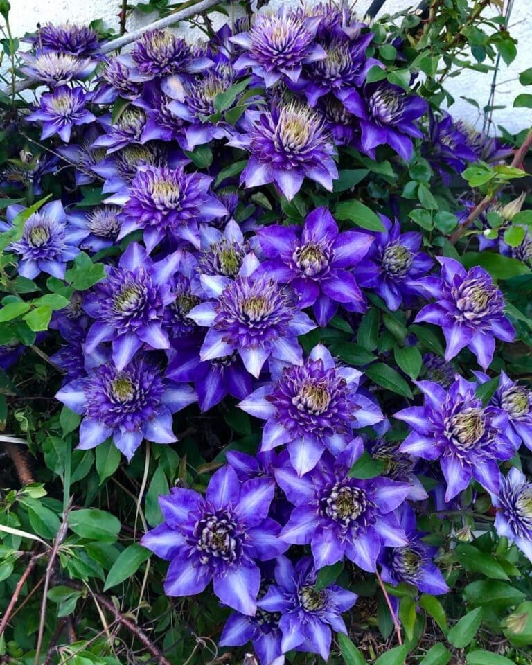 10 Stunning Double-Flowered Clematis that will Leave You in Awe with ...