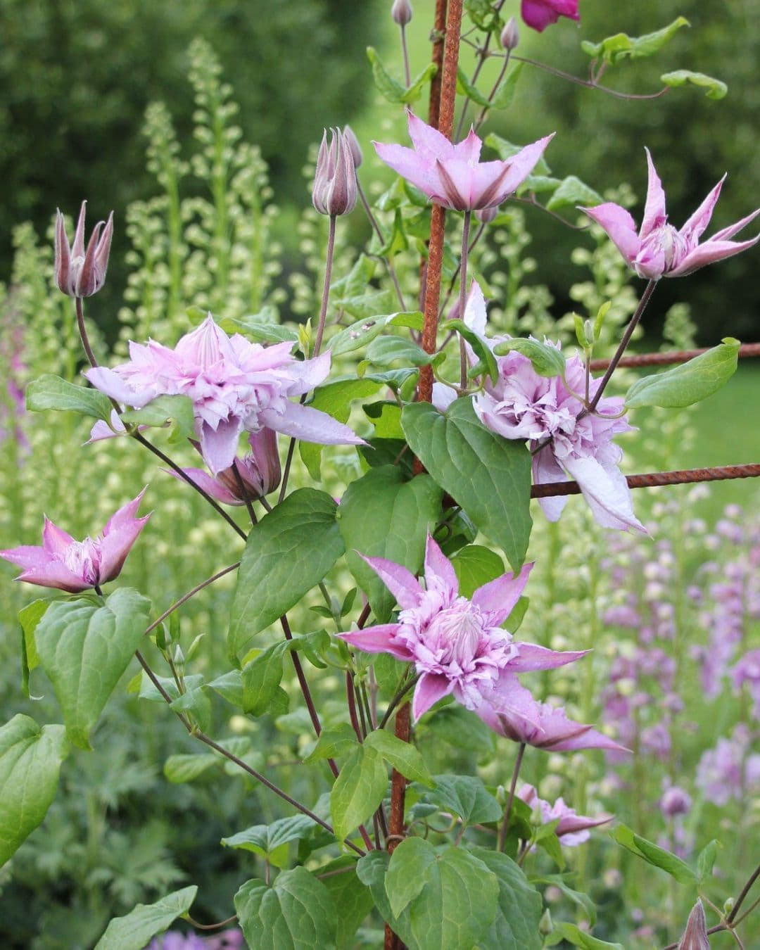 10 Stunning Double-Flowered Clematis that will Leave You in Awe with ...