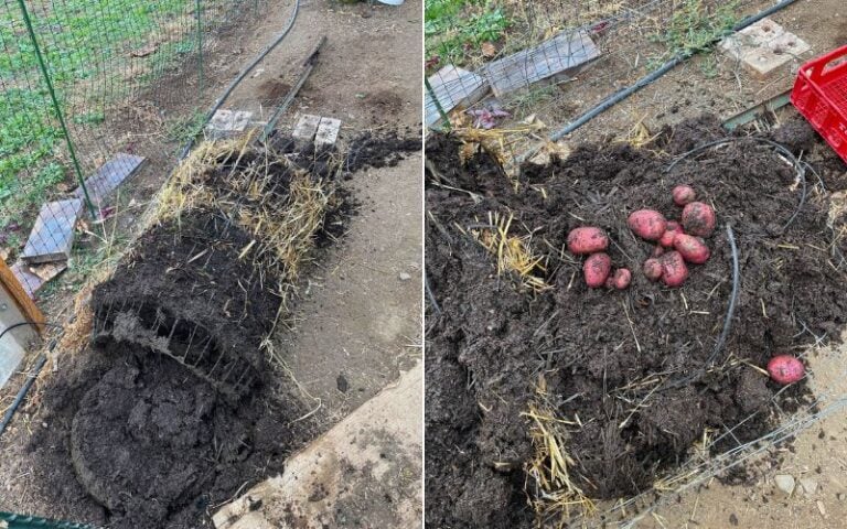 How to Build a Potato Tower: The Easiest Way to Grow Spuds