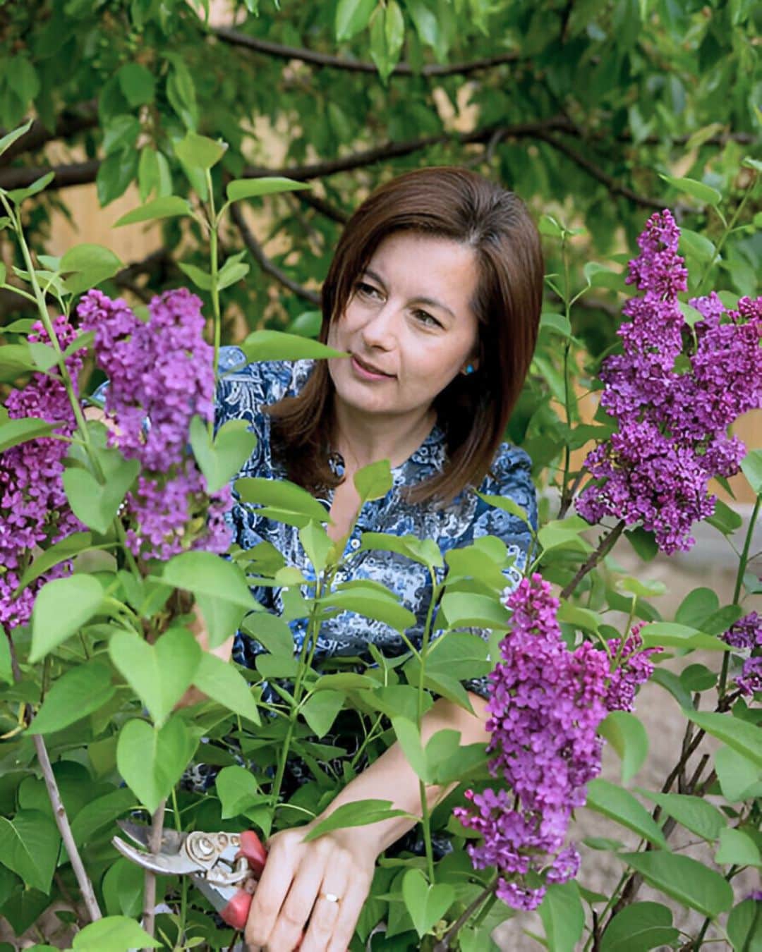 How and When to Prune Lilac to Keep It Look Great and Flowering Every Year