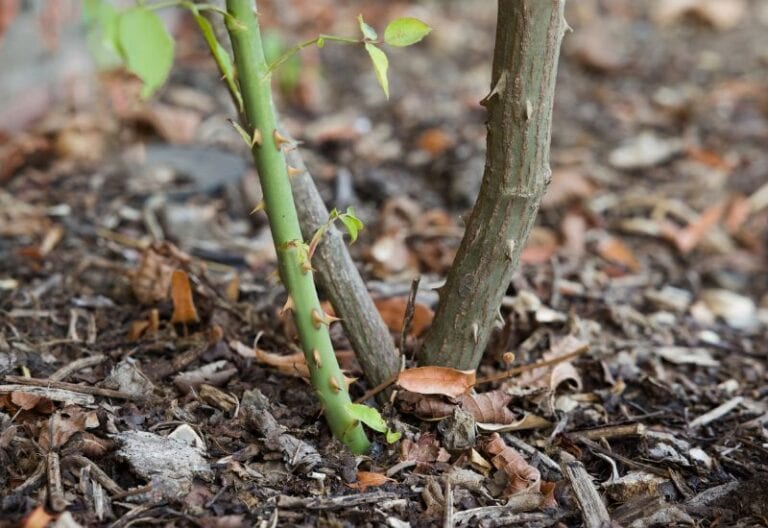 What Is a “Sucker” on a Rose Bush? And Do I Need to Remove Them?
