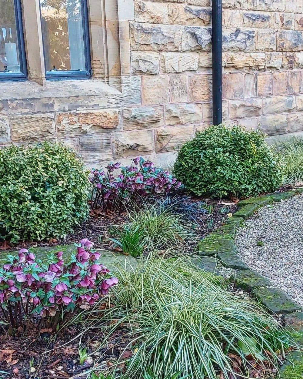15 Edging Plants for Your Garden Borders, Whether in Sun or Shade