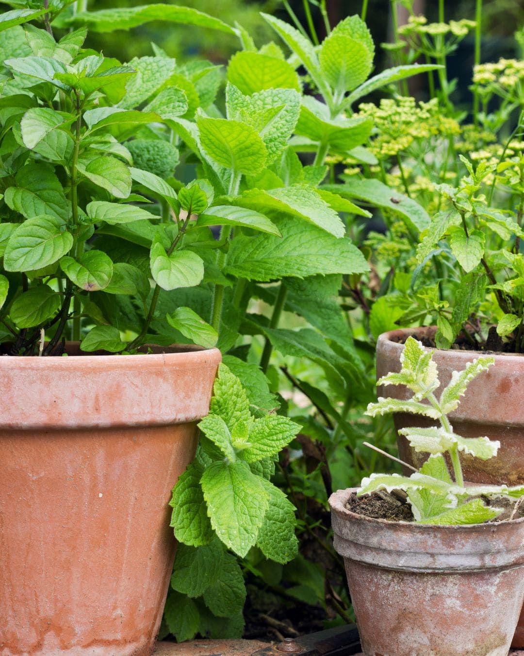 12 Reasons To Grow Mint in Your Garden (Yes, Even with Its Wild Side!)