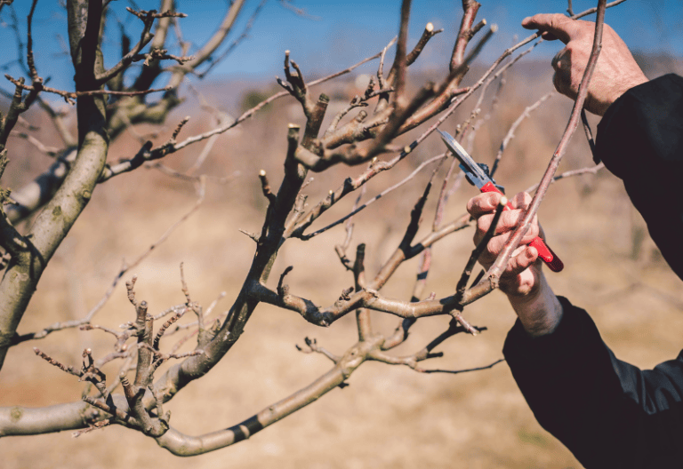 6 Insider Secrets for Pruning Neglected Fruit Trees (Revive Your Orchard!)