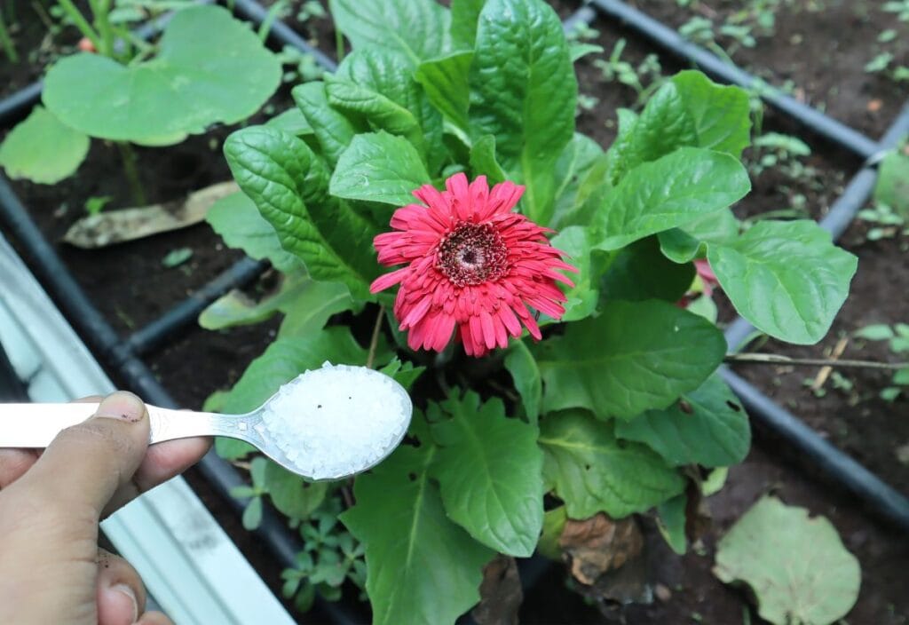 🐞 Why You'll Love a Ladybug Takeover in Your Garden & How to Attract Them!