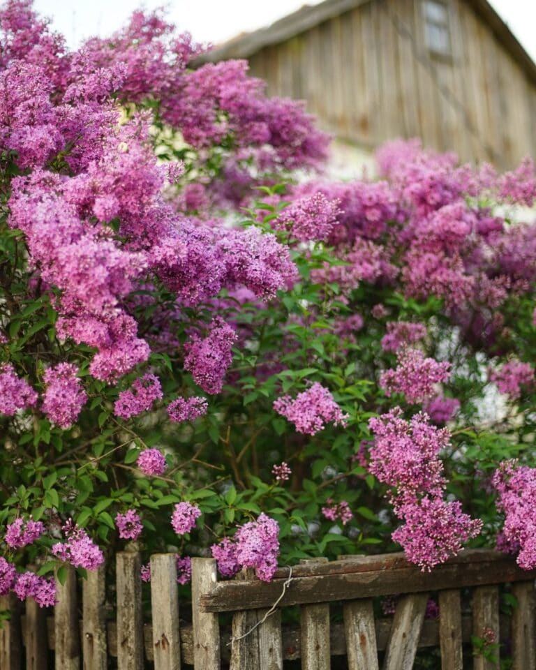 How and When to Prune Lilac to Keep It Look Great and Flowering Every Year
