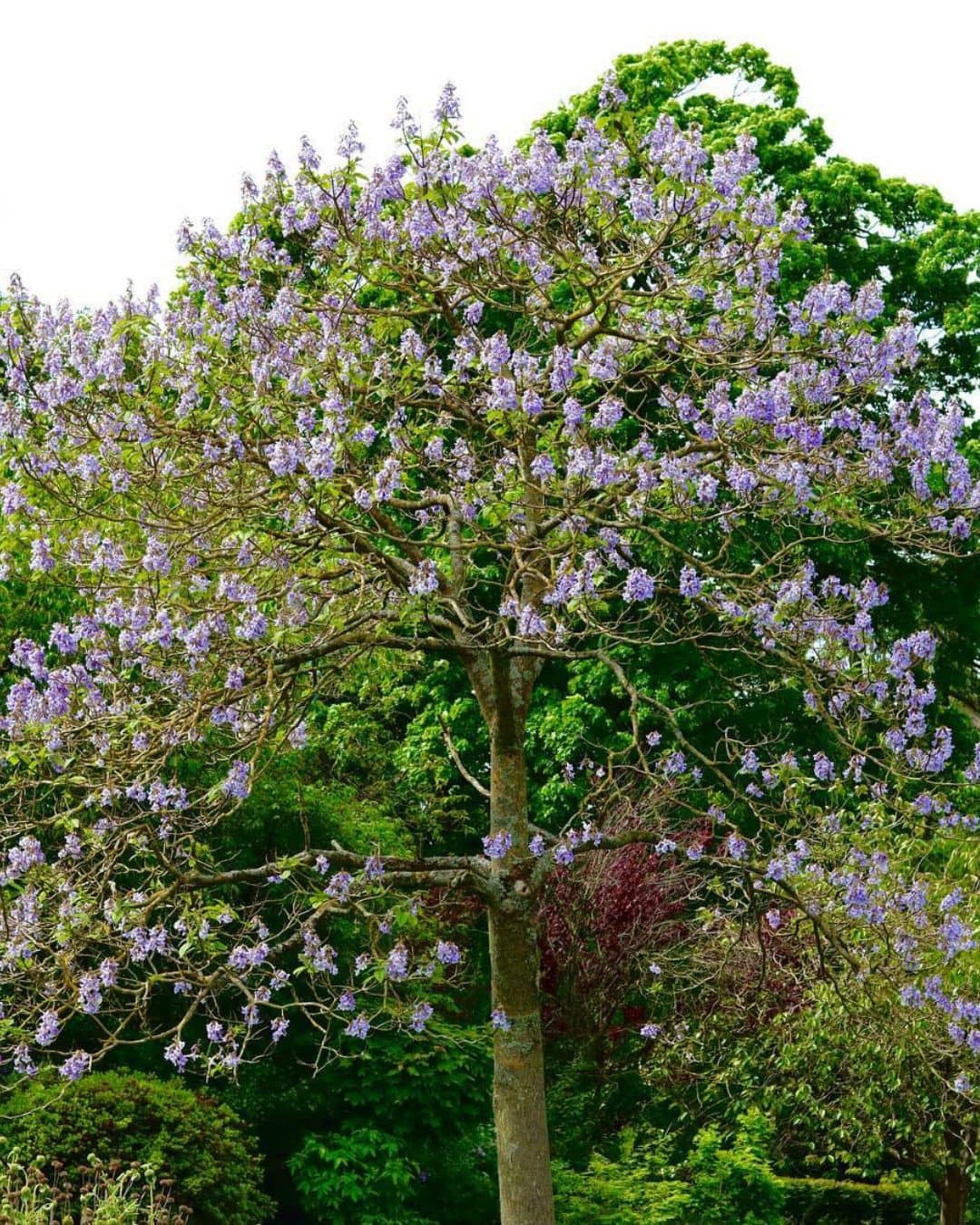 Is the Paulownia Tree the Key to a Greener Planet or an Invasive Threat?