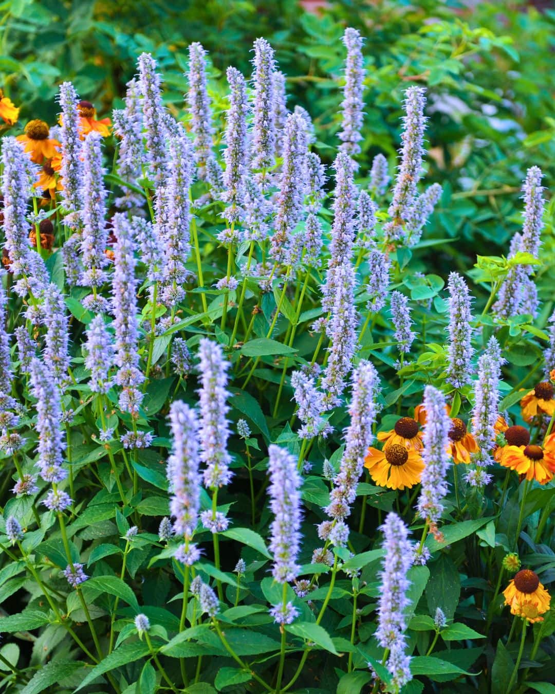 8 Reasons Why Every Gardener MUST Grow Anise Hyssop Plus Creative Ways ...