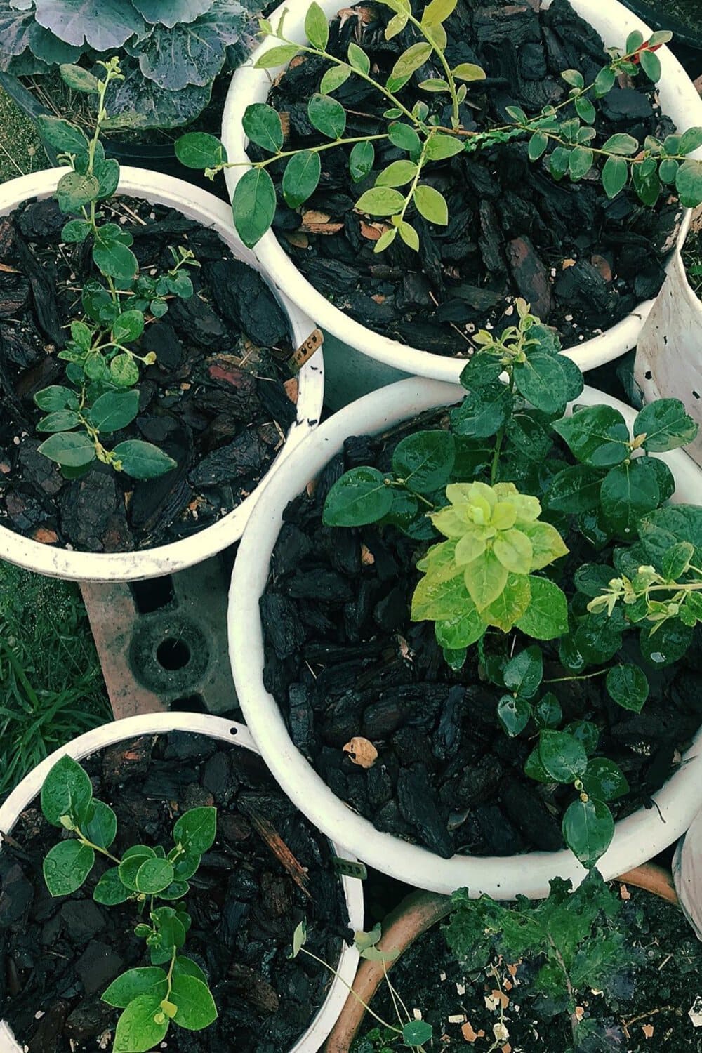 The Right Way to Grow Blueberries In Containers (A Beginner’s Guide)