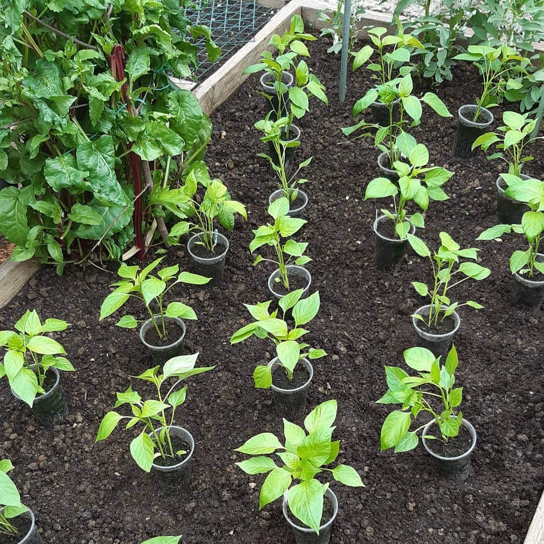How to Plant Peppers: 6 Planting Day Secrets for Explosive Growth!