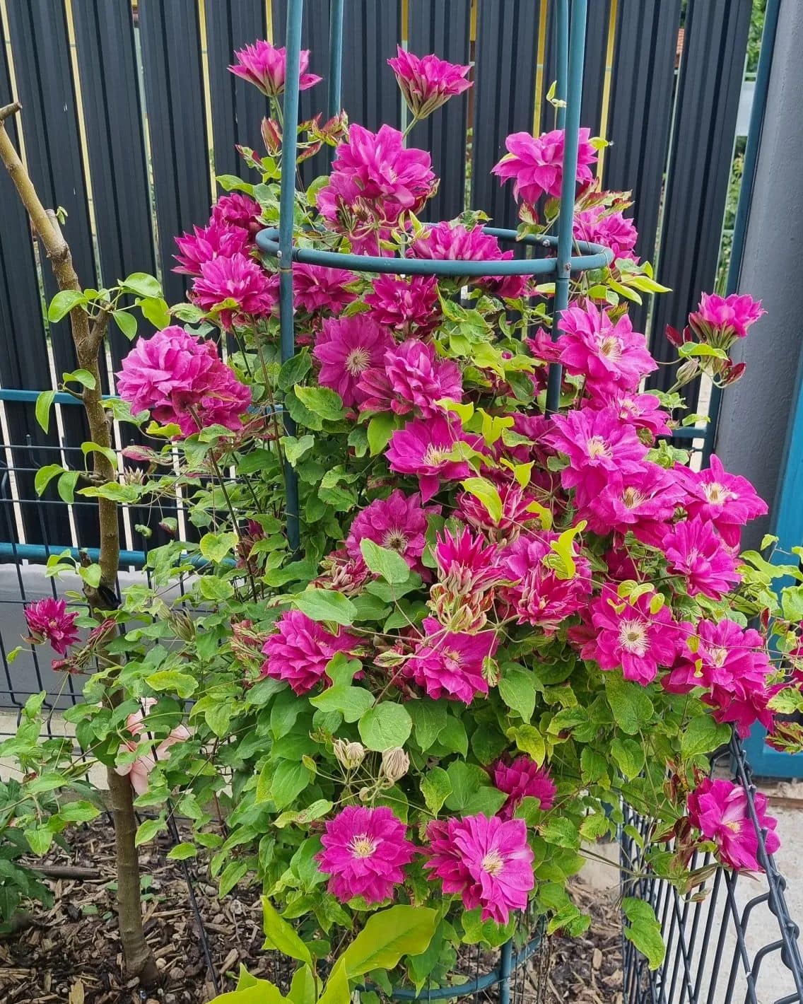 10 Stunning Double-Flowered Clematis that will Leave You in Awe with ...