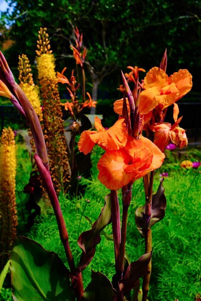 8 Stunning Plant Varieties Are the Ultimate Game-Changers for Your ...