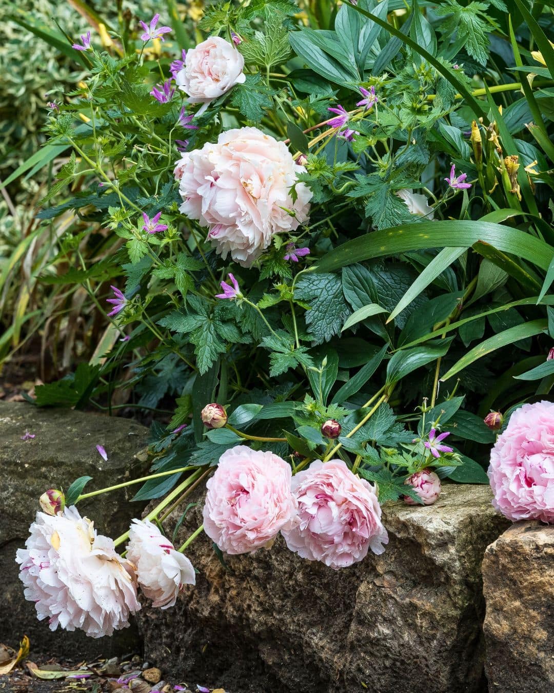 How To Care For Peonies After They Finish Blooming – 7 Vital Steps for ...