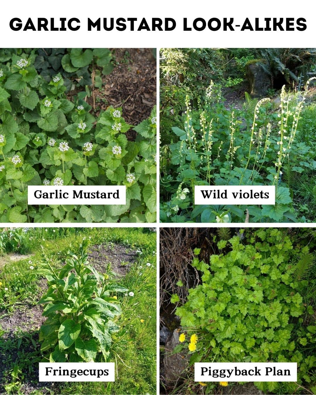 Foraging Garlic Mustard: How to Identify & Few Ways to Use Them