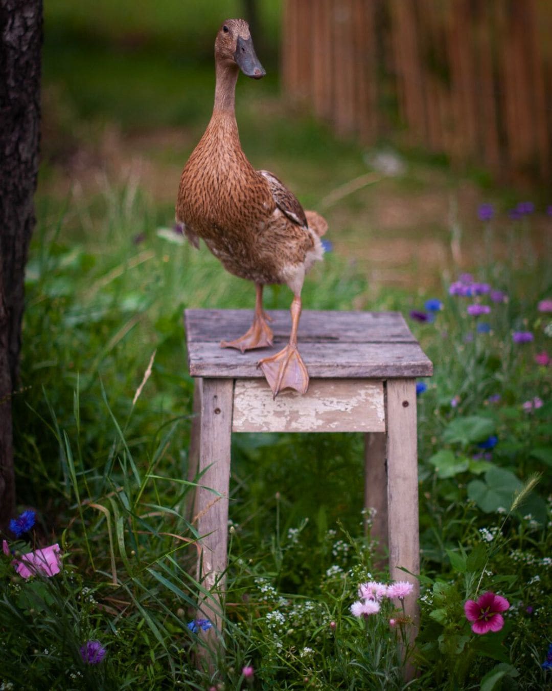 Why and How to Raise Indian Runner Ducks in Your Garden