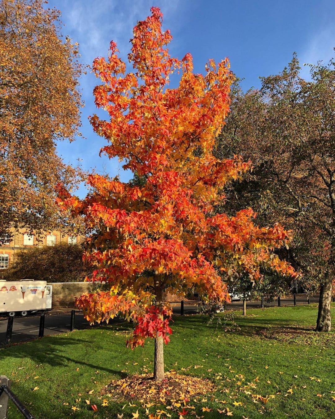 8 Native Alternatives that Rival the Japanese Maple's Beauty