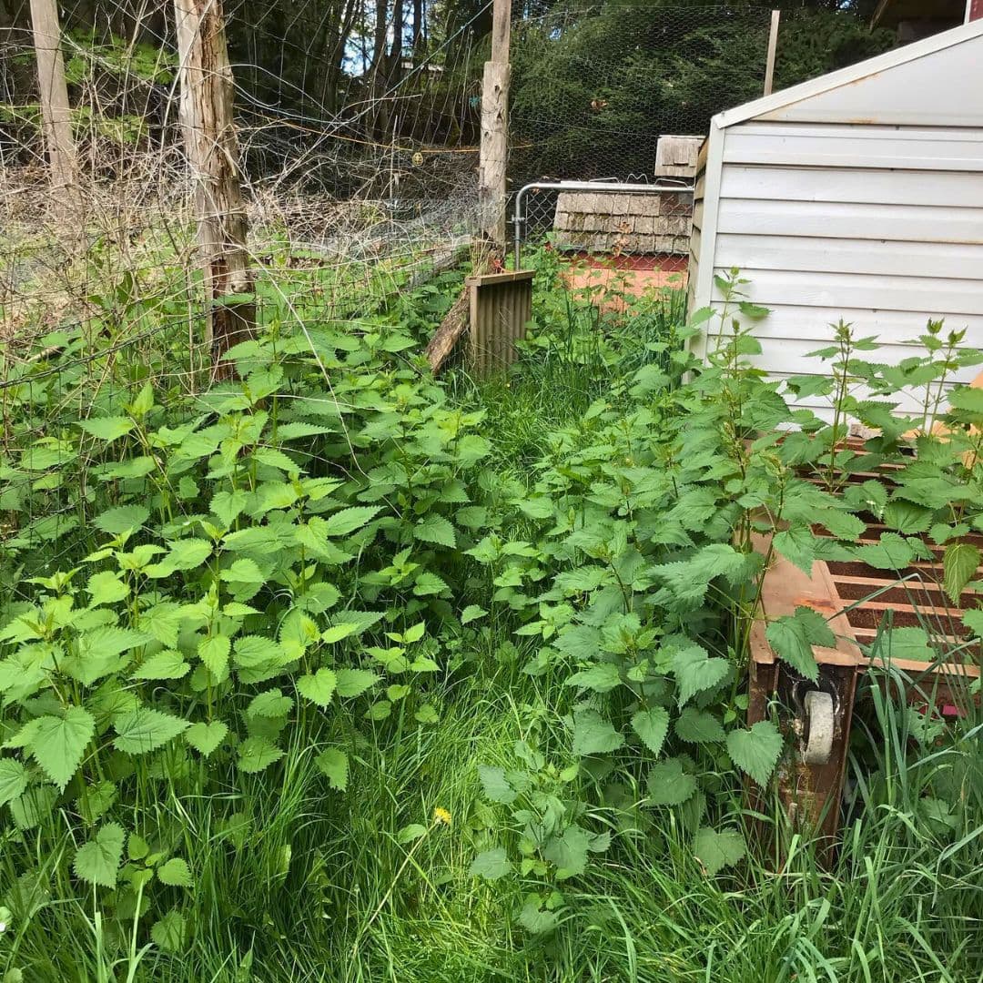9 Reasons Why You Need More Stinging Nettles in Your Garden