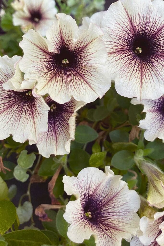 10 Mind-Blowing Petunia Varieties Unlike Anything You've Ever Seen