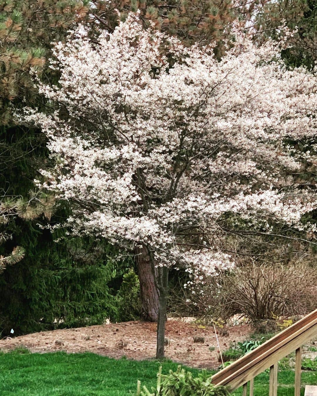 8 Native Alternatives that Rival the Japanese Maple's Beauty