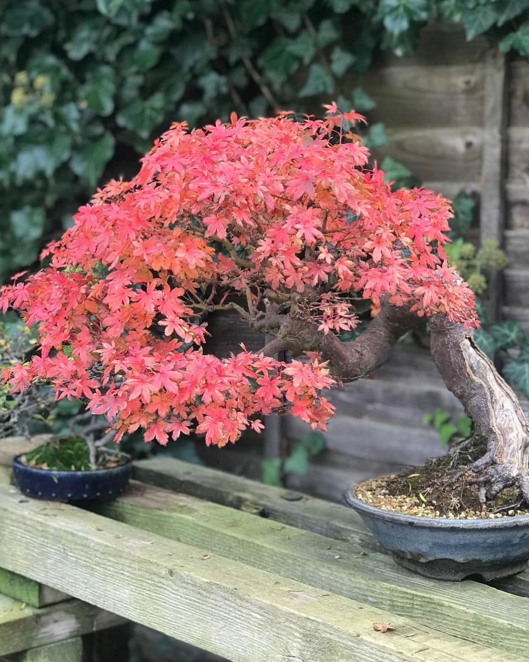 8 Native Alternatives that Rival the Japanese Maple's Beauty