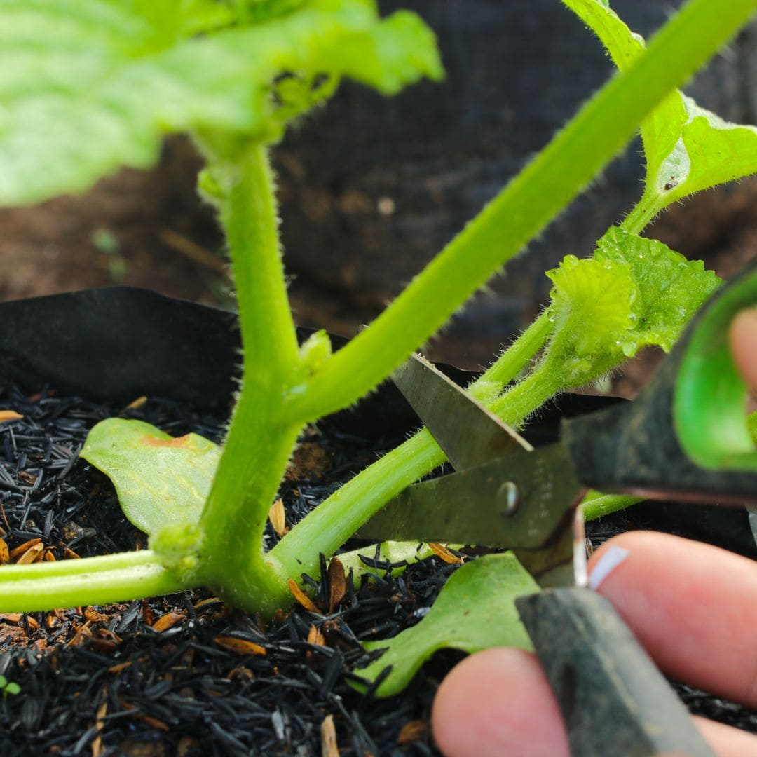 Does a pumpkin plant need to be pruned and if so how?