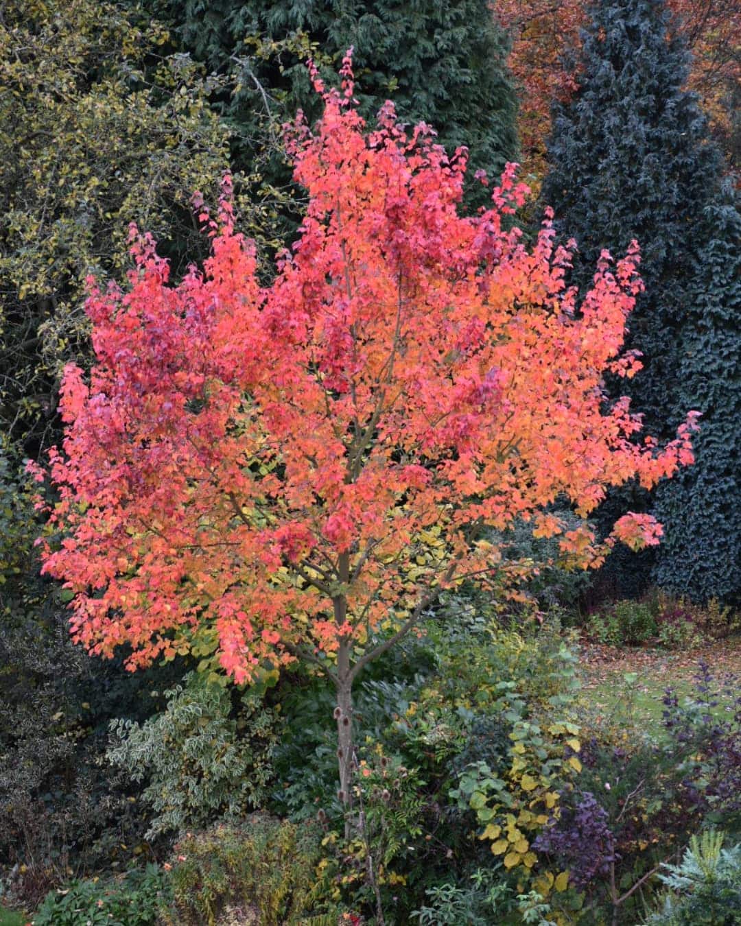8 Native Alternatives that Rival the Japanese Maple's Beauty