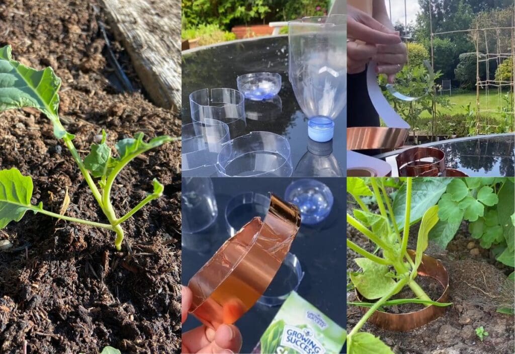 How To Make & Use Slug and Snail Barrier Collar