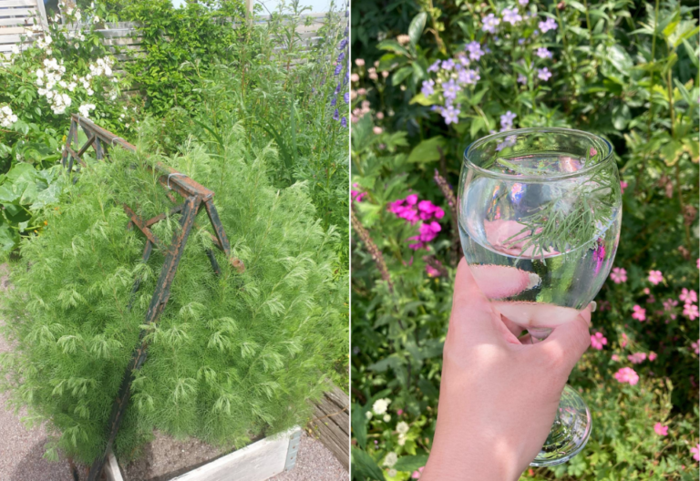 6 Things You Need to Know about Growing the Cola Plant, Herb That ...