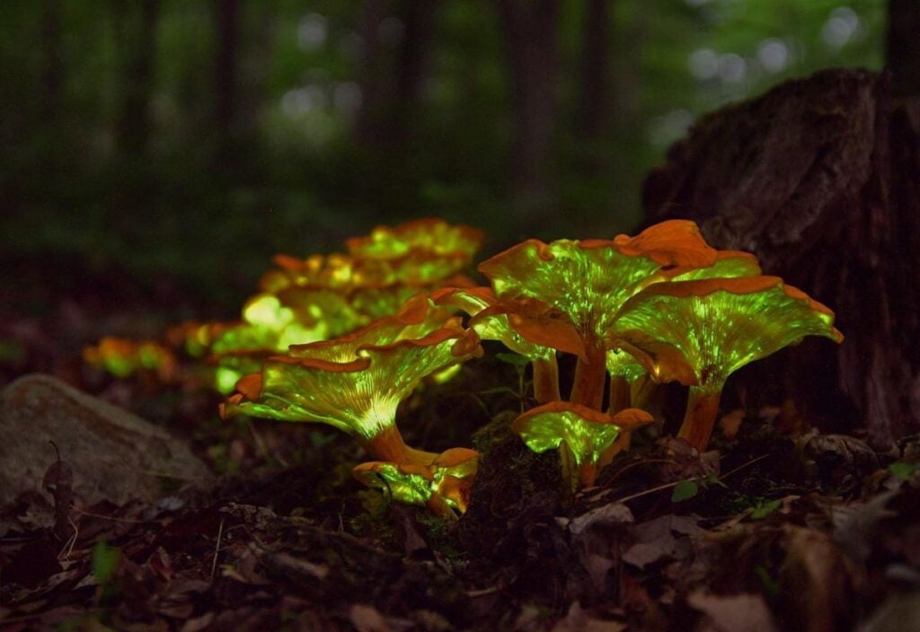 11 Otherworldly Bioluminescent Mushrooms That Glow in the Dark