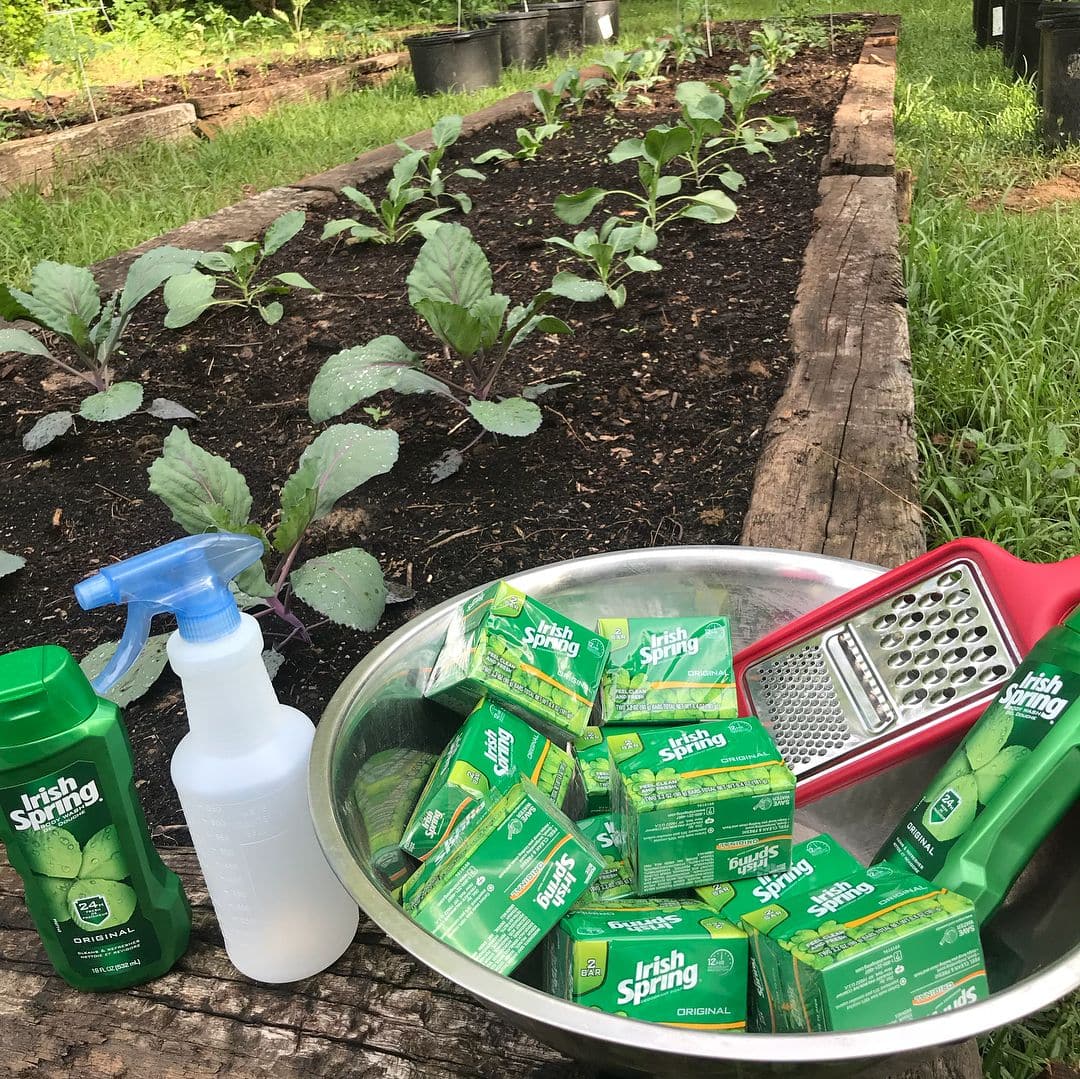 13 Things That Happen When You Put Soap Bar In Your Garden
