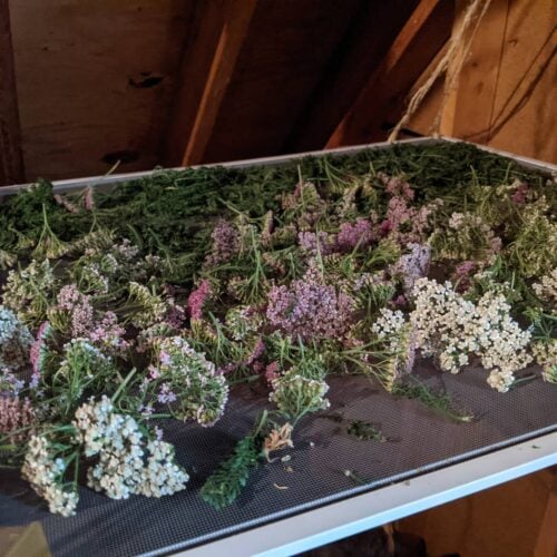 How to Make a Healing Herbal Yarrow Salve