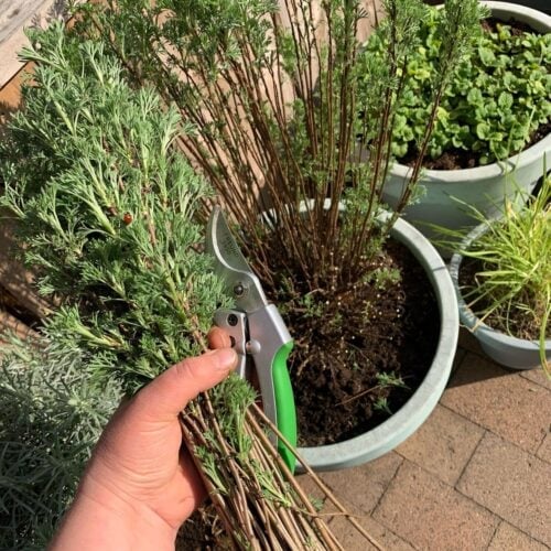 6 Things You Need to Know about Growing the Cola Plant, Herb That ...