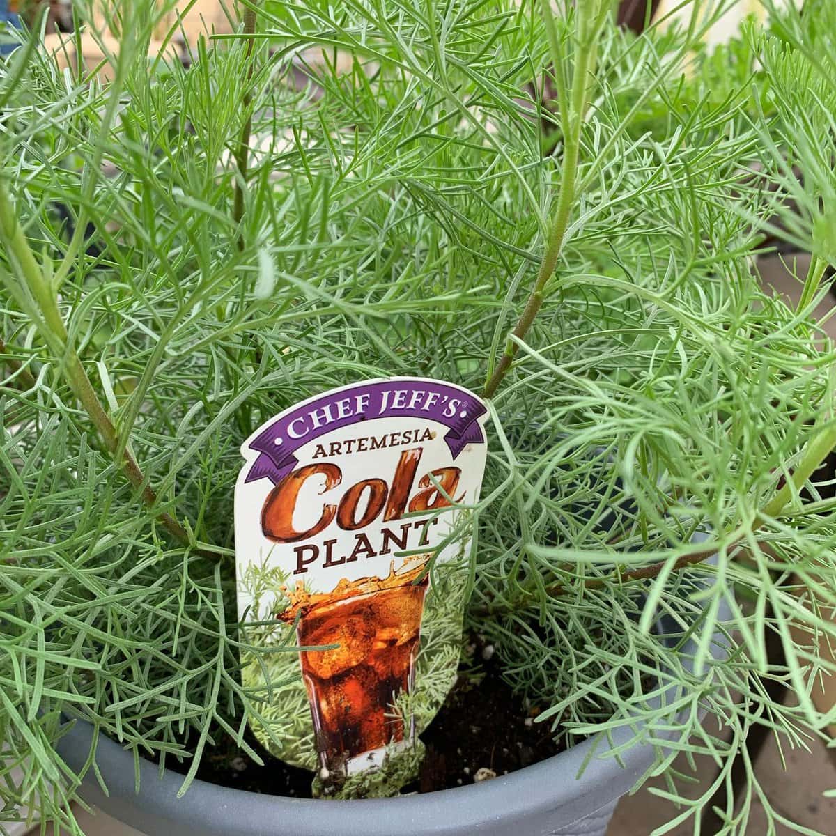 6 Things You Need to Know about Growing the Cola Plant, Herb That ...