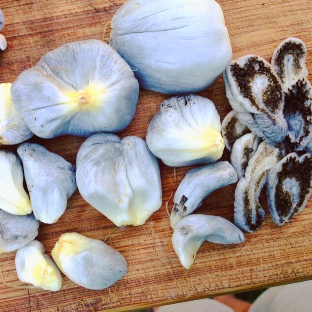 Foraging Corn Smut (Huitlacoche) & How to Cook It