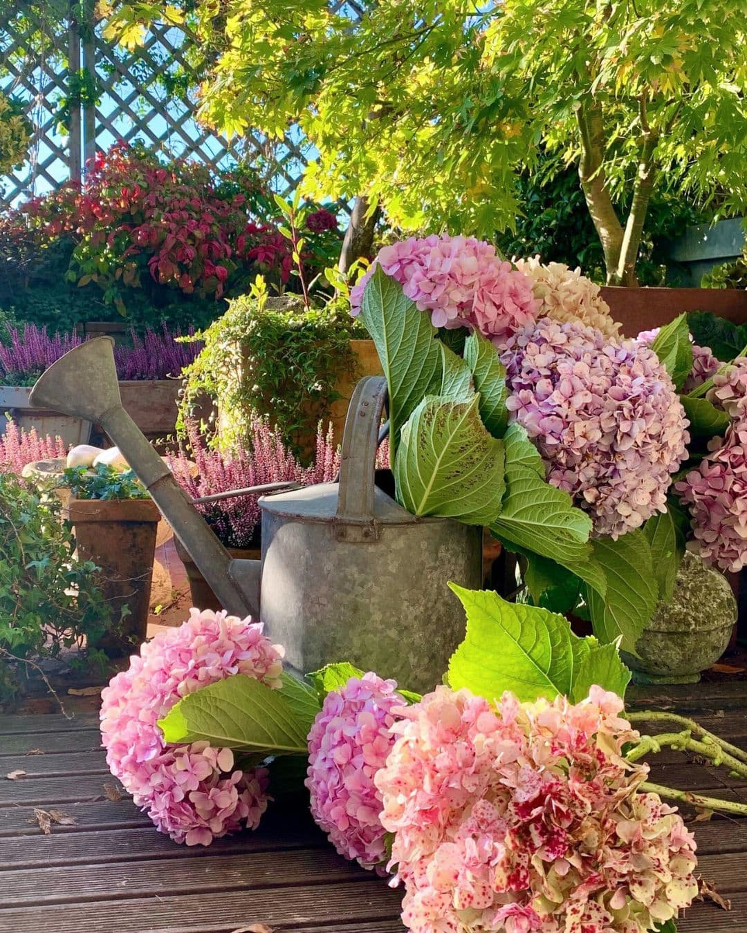6 Ways Dry Hydrangeas to Preserve the Blooms Long After Summer