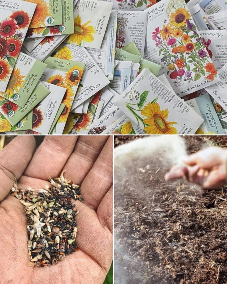 15 Easiest Flower Seeds You Can Sow Directly Outside