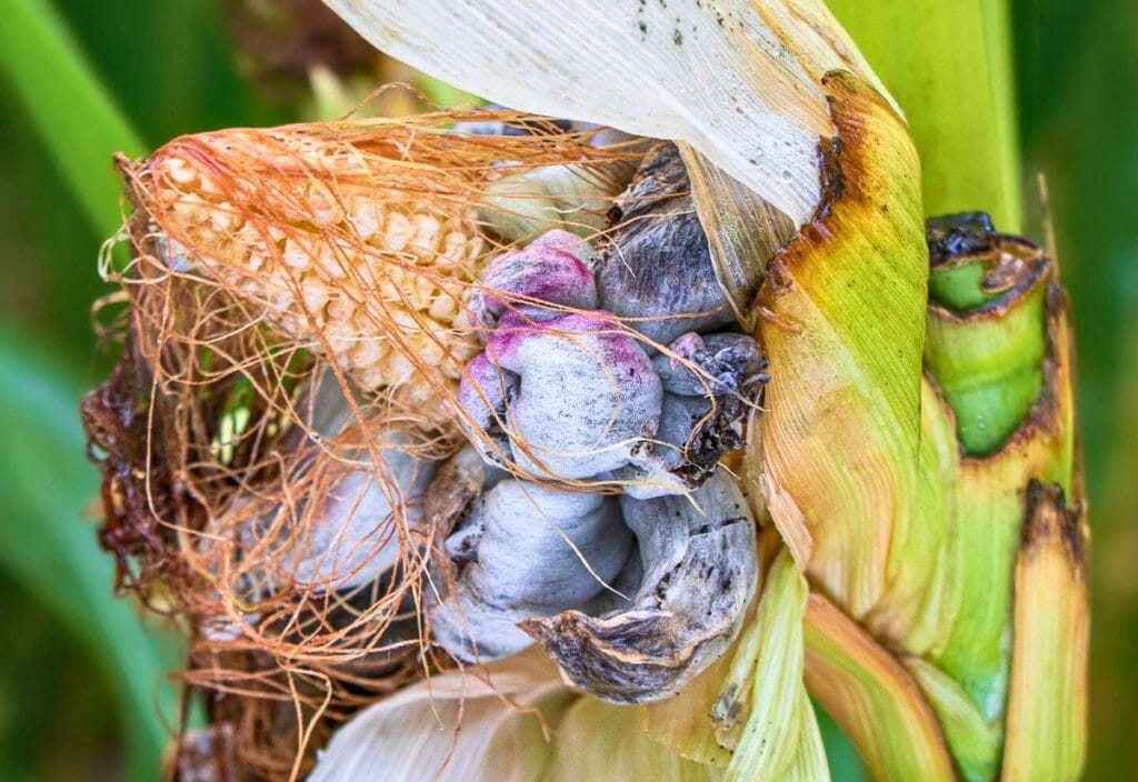 Foraging Corn Smut (Huitlacoche) & How to Cook It