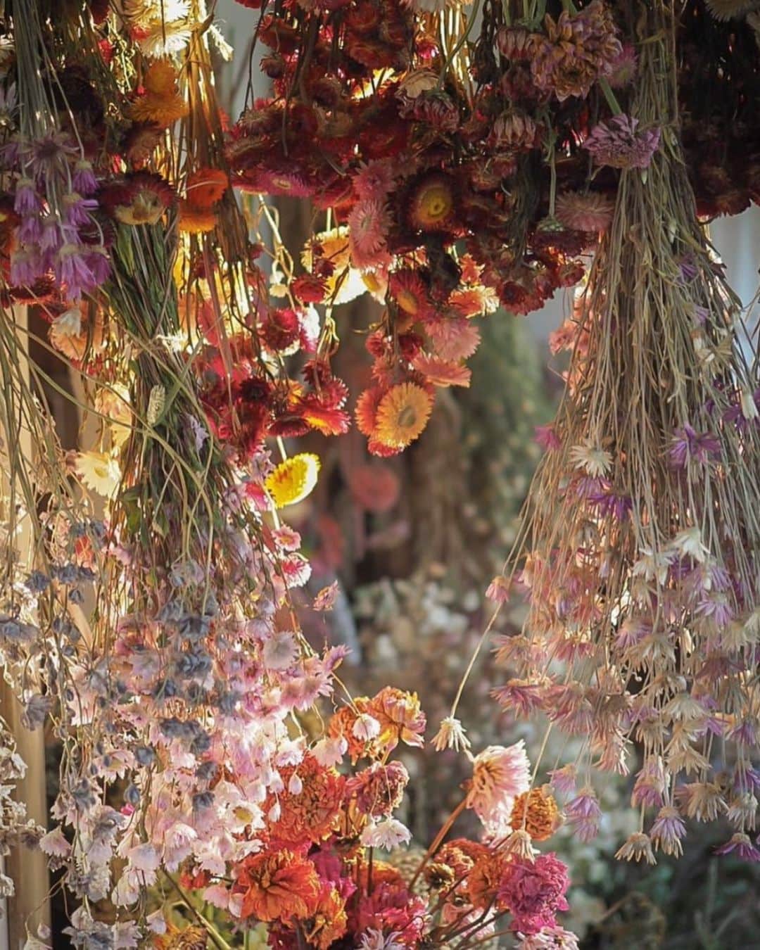 8 Ways to Dry Flowers While Preserving Their Vibrant Petals Intact