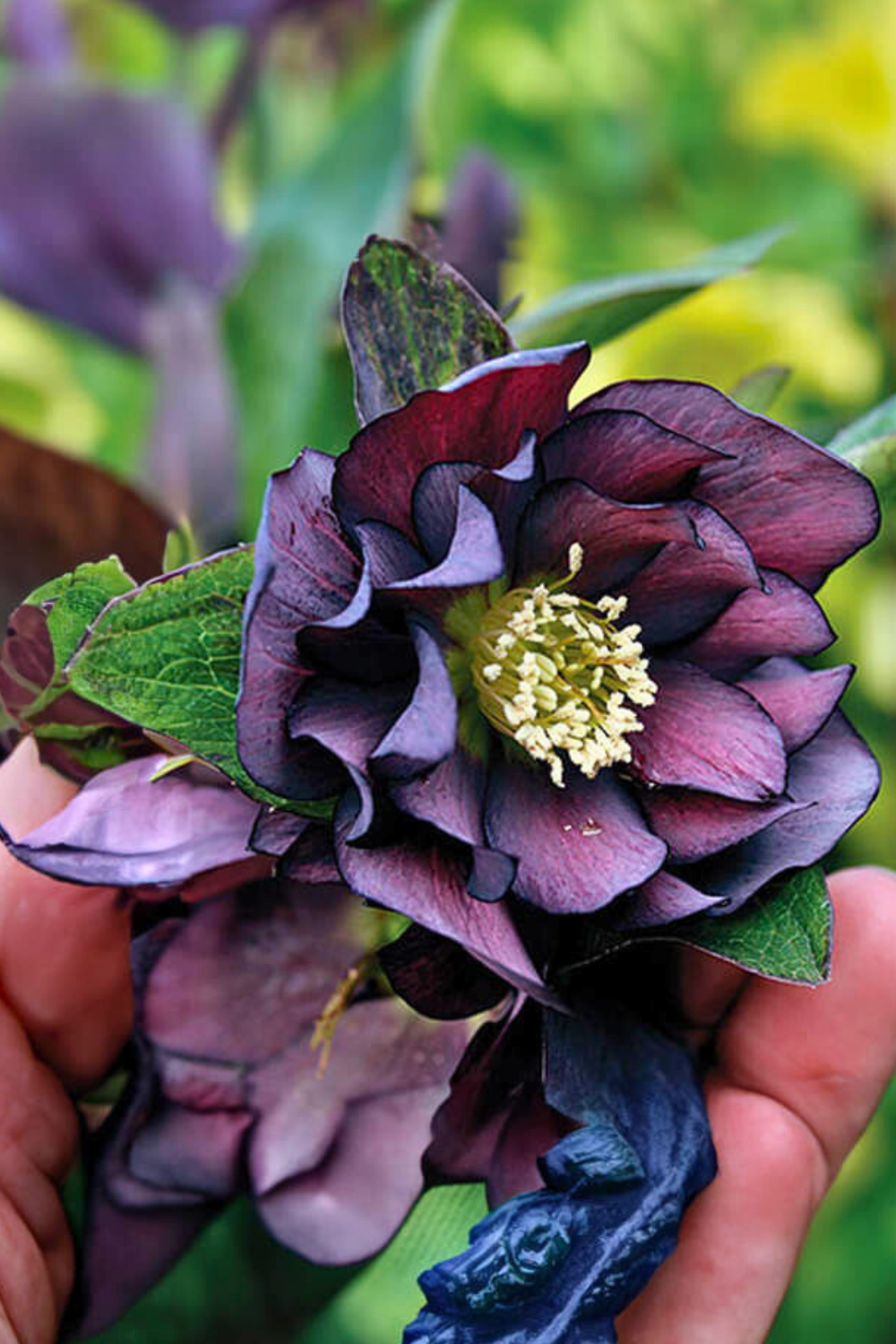 11 Gorgeous Hellebore Varieties for Your Winter Garden