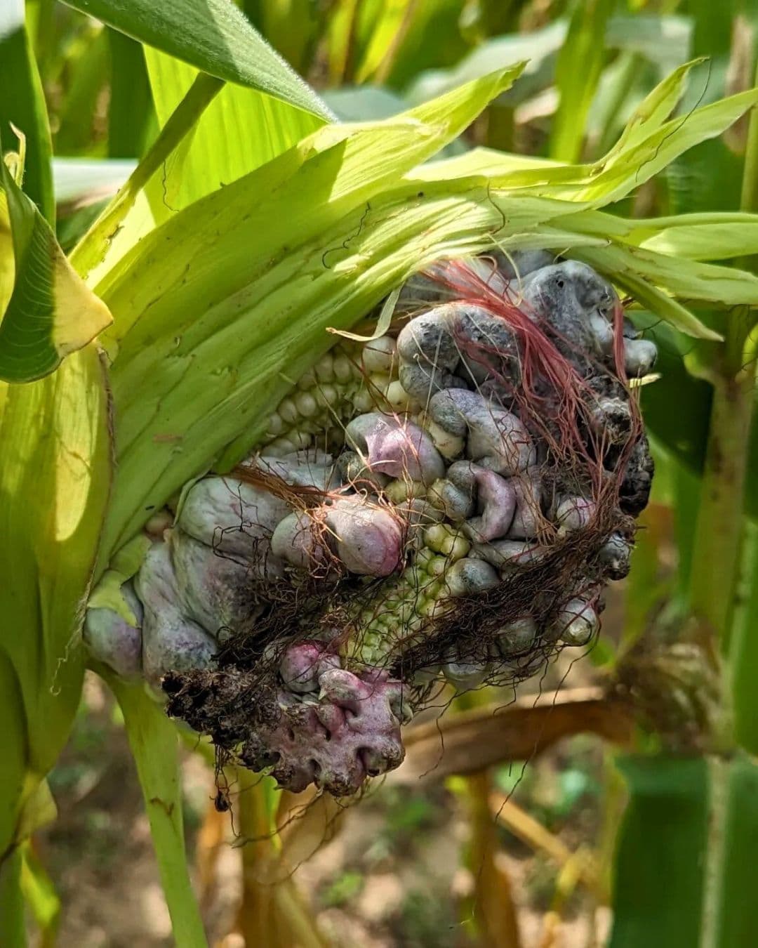 Foraging Corn Smut (Huitlacoche) & How to Cook It