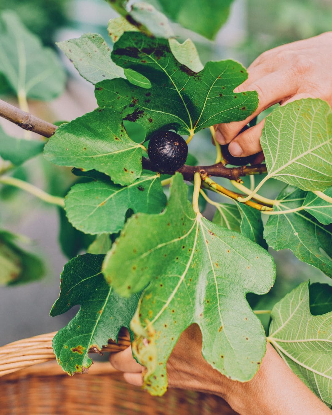 Surprising Health Benefits Of Fig Leaves And Easy Fig Leaf Tea Recipe