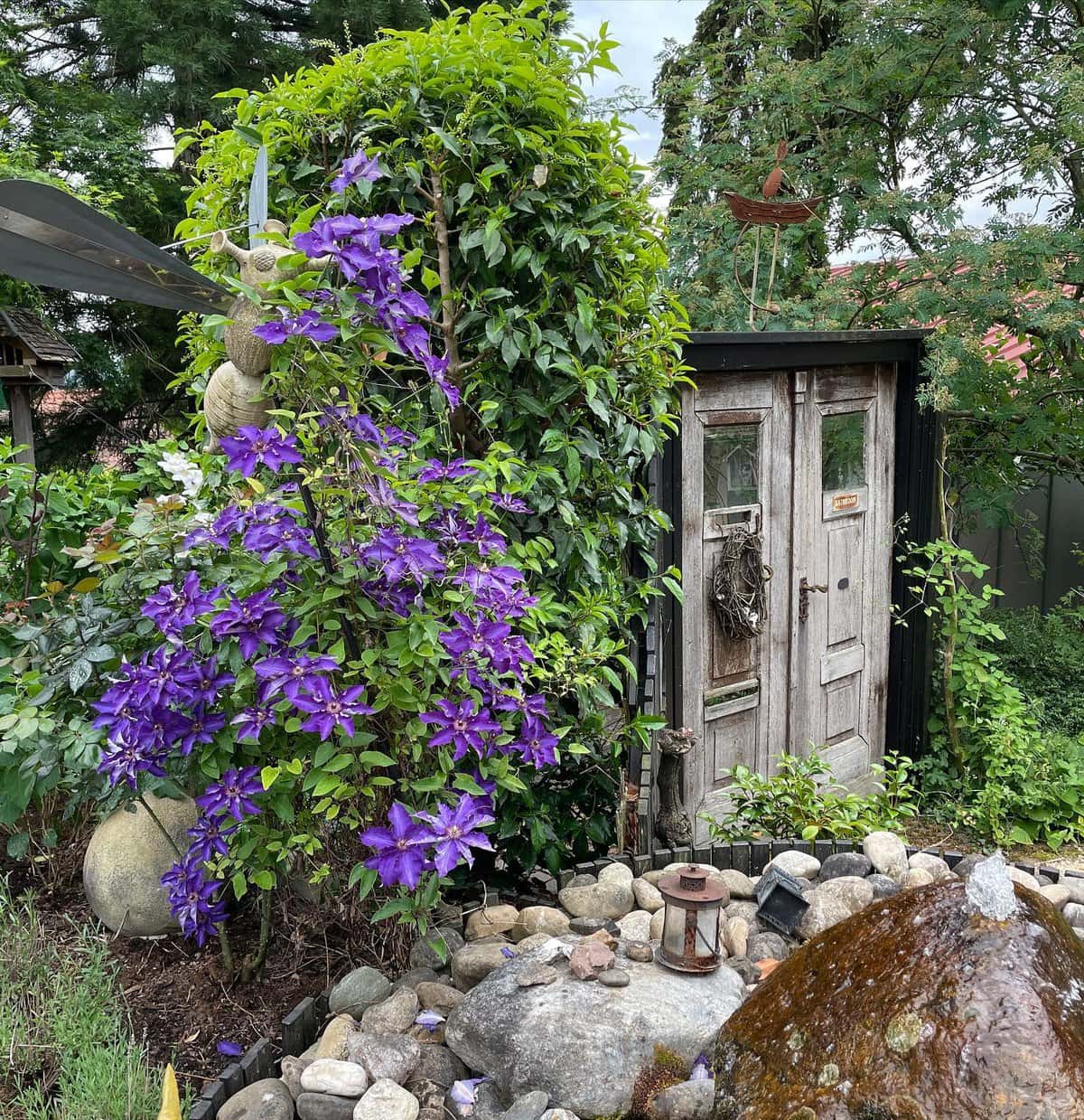 Prune Clematis at the Right Time Without Sacrificing Those Beautiful Blooms