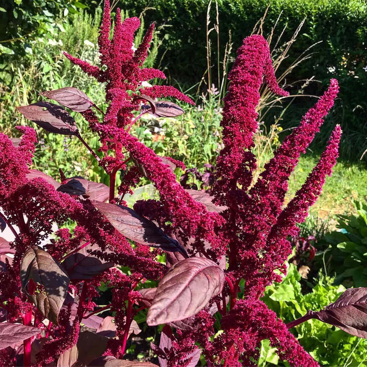 15 Easiest Flower Seeds You Can Sow Directly Outside