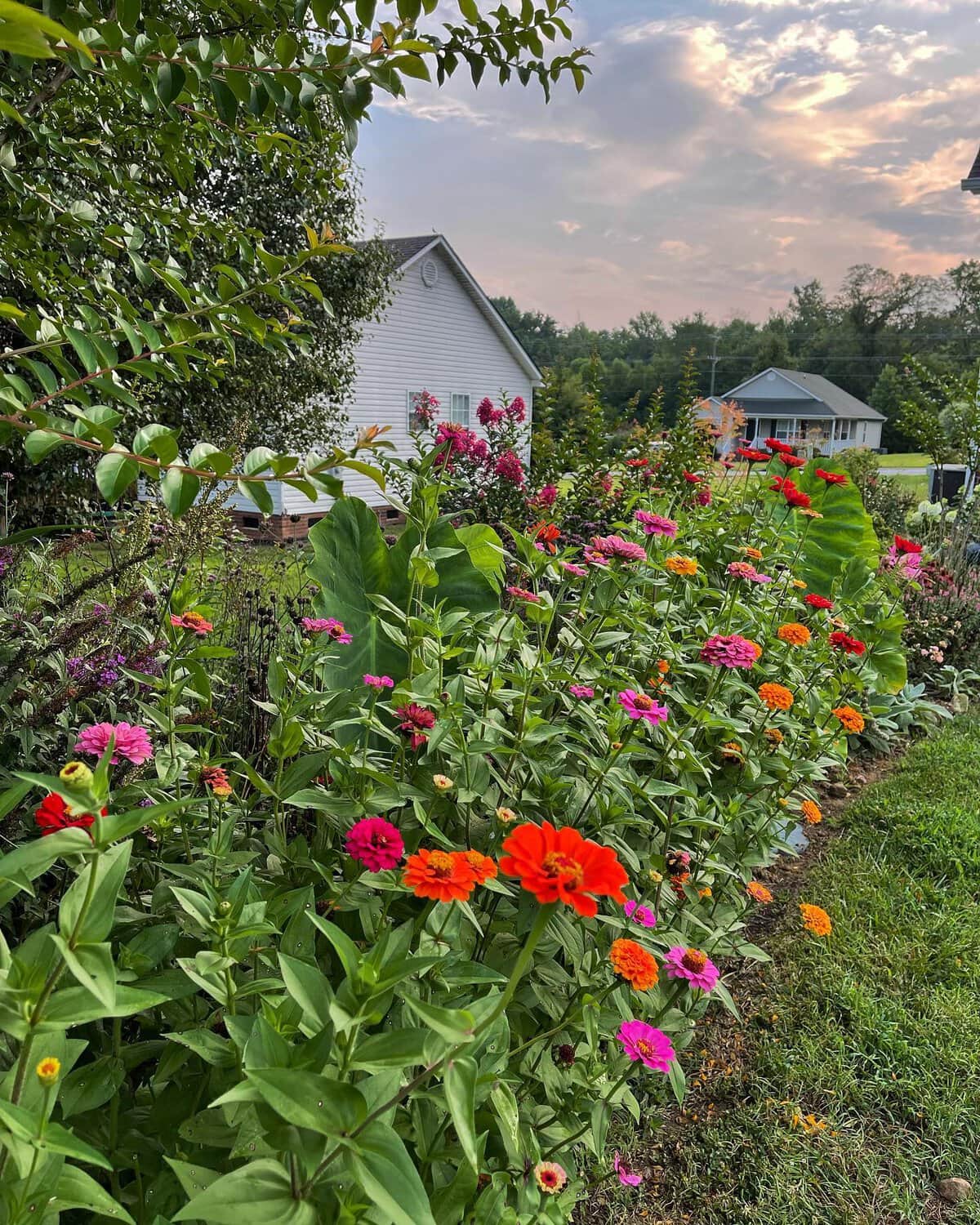 15 Easiest Flower Seeds You Can Sow Directly Outside