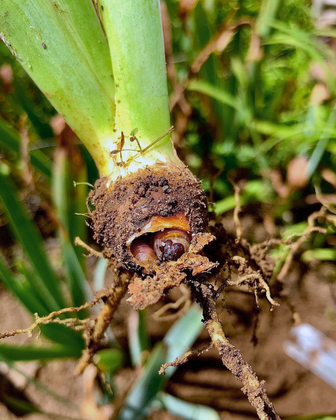 How to Divide and Replant Irises in Your Garden