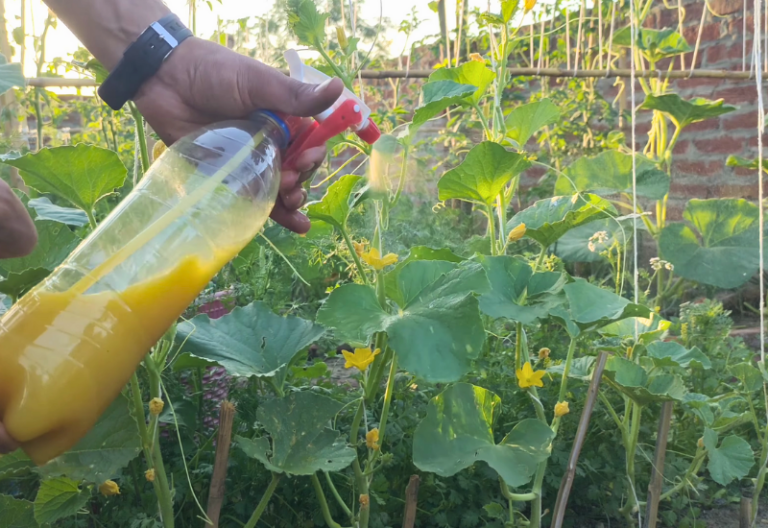 12 Genius Homemade Fertilizers Hiding in Your Pantry That Can ...