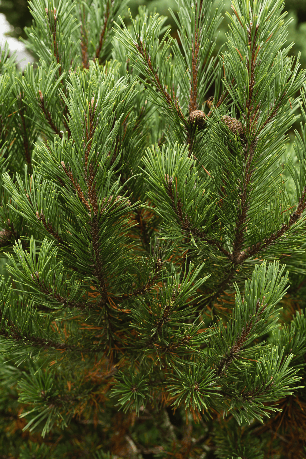 12 Genius Homemade Fertilizers Hiding in Your Pantry That Can ...