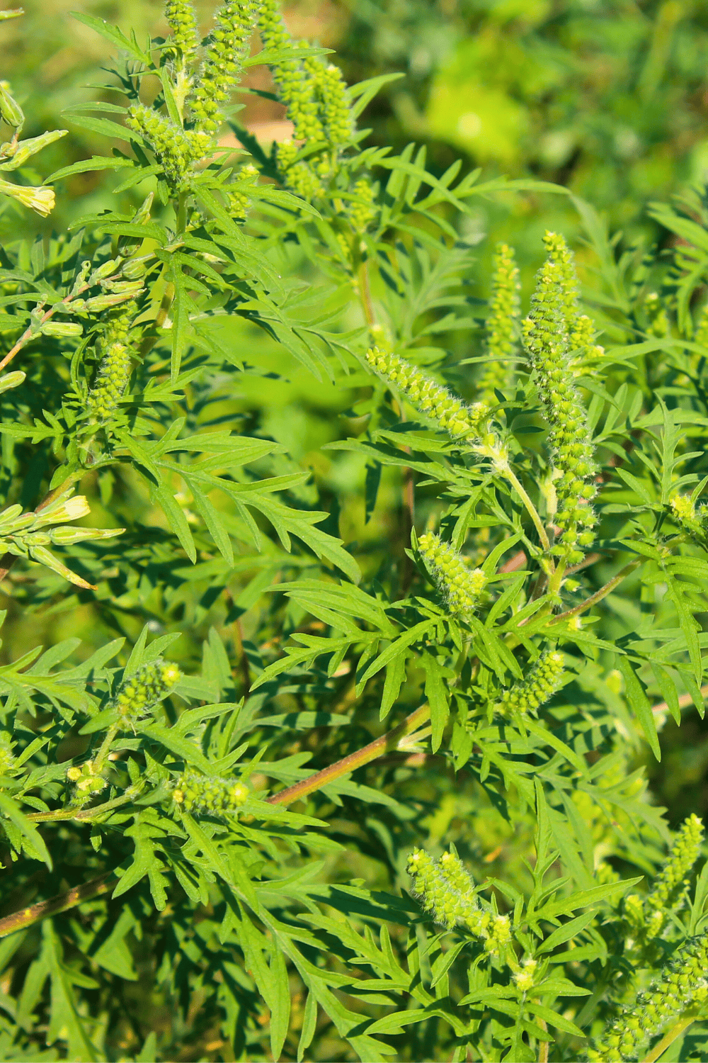 10 Plants That Can Irritate Your Skin and Ways to Avoid Them