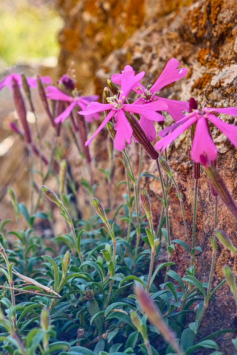 15 Perennials to Plant in September for a Lush Fall and Blooming Spring